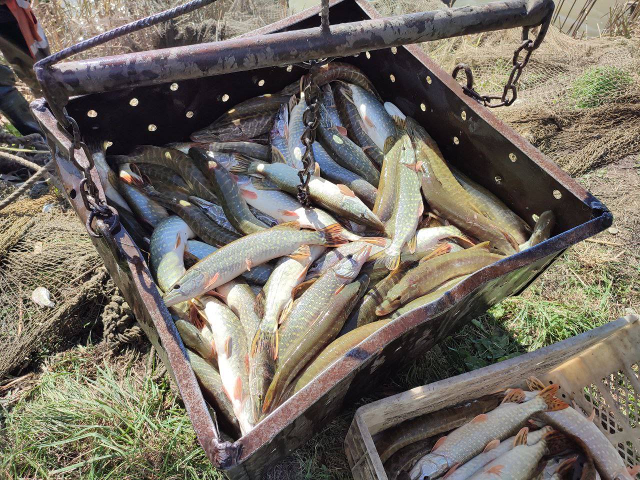 fish – Fishsupport