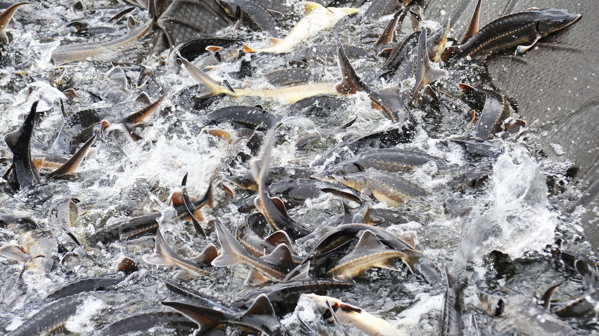 fish – Fishsupport